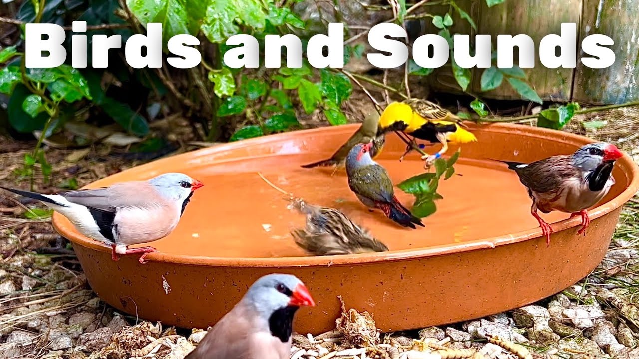 Aviary Birds Finches And Softbills Bird Sounds Youtube