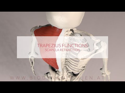 Trapezius Muscle Functions Scapula Retraction 3d Animation Youtube