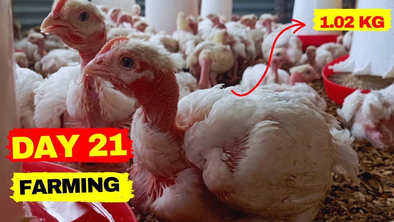 How Much Should Broiler Chickens Weigh At 3 Weeks Successful Poultry