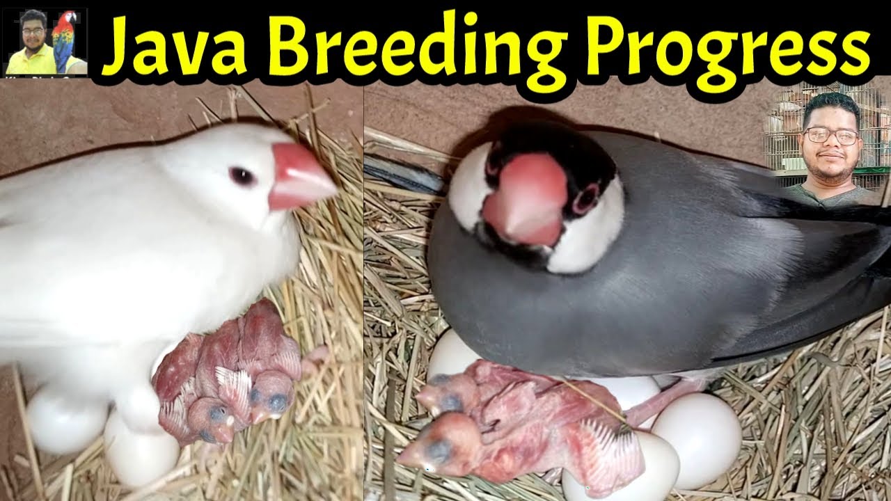 Java Sparrow Breeding Progress Java Breeding Tips Java Sparrow