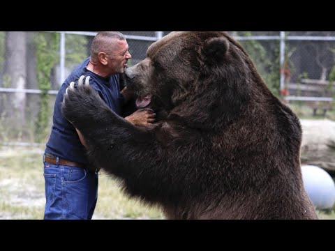 Awesome Catch By The Bear Bears Animal Youtube