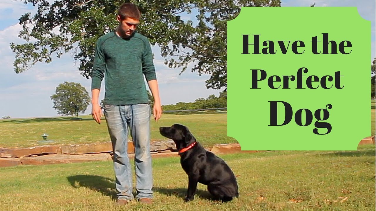 Worlds Smartest Dog Youtube