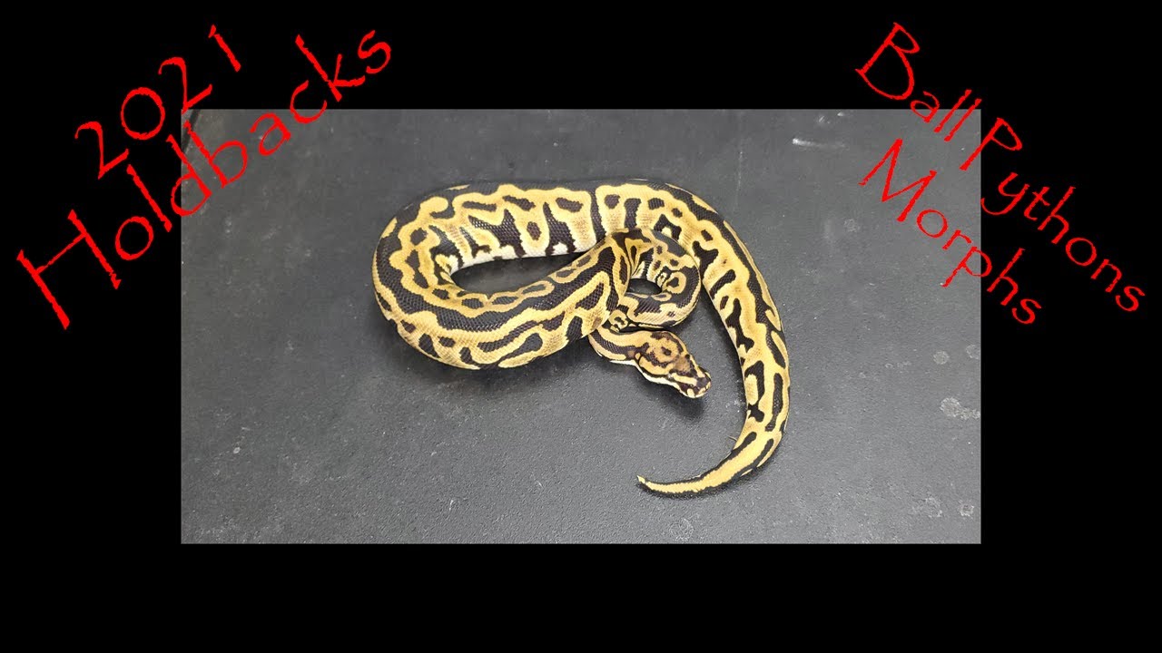 2021 Ball Python Holdbacks Youtube