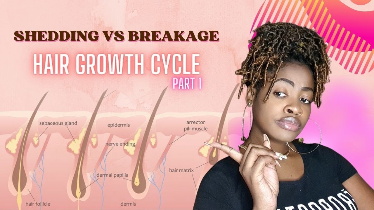 Life Cycle Of Hair Shedding Vs Breakage Is Your Hair Shedding Or