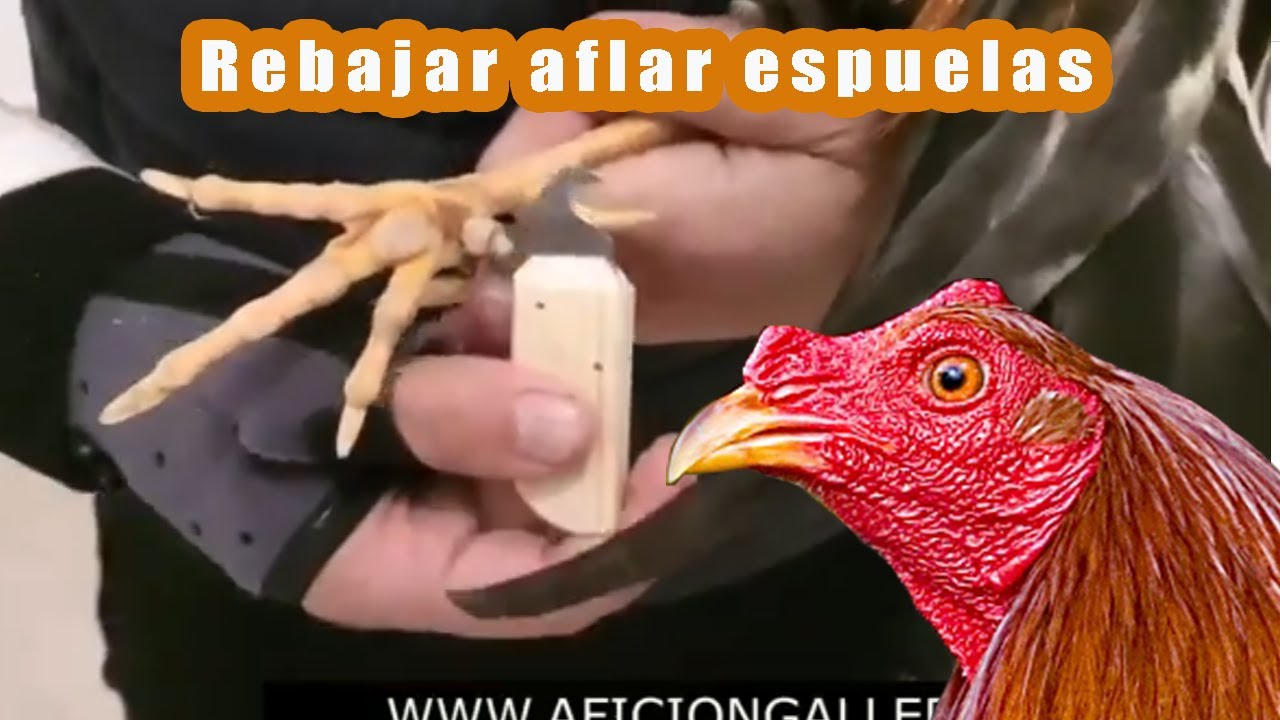 Rebajar Afilar Espuelas Gallos Youtube