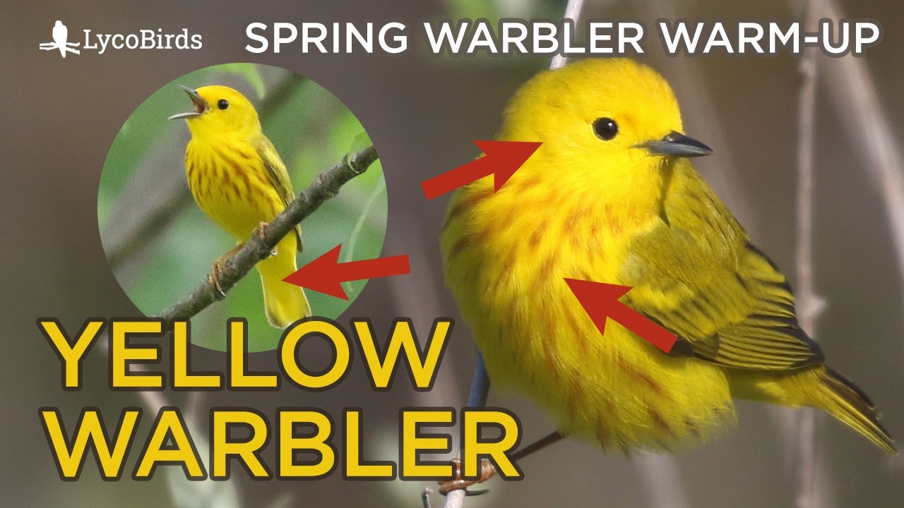 Yellow Warbler Identification Spring Warbler Warm Up Youtube