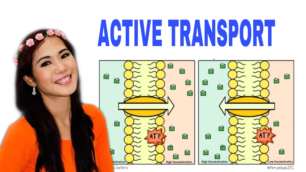 Active Transport Youtube