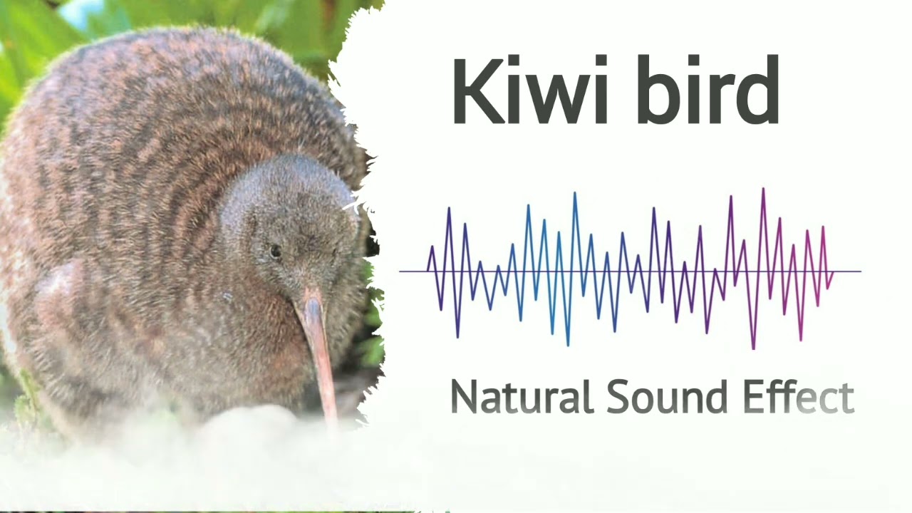 Kiwi Bird Natural Sound Effects Youtube