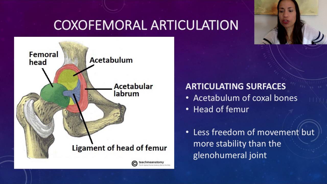 6 Coxofemoral Articulation Youtube