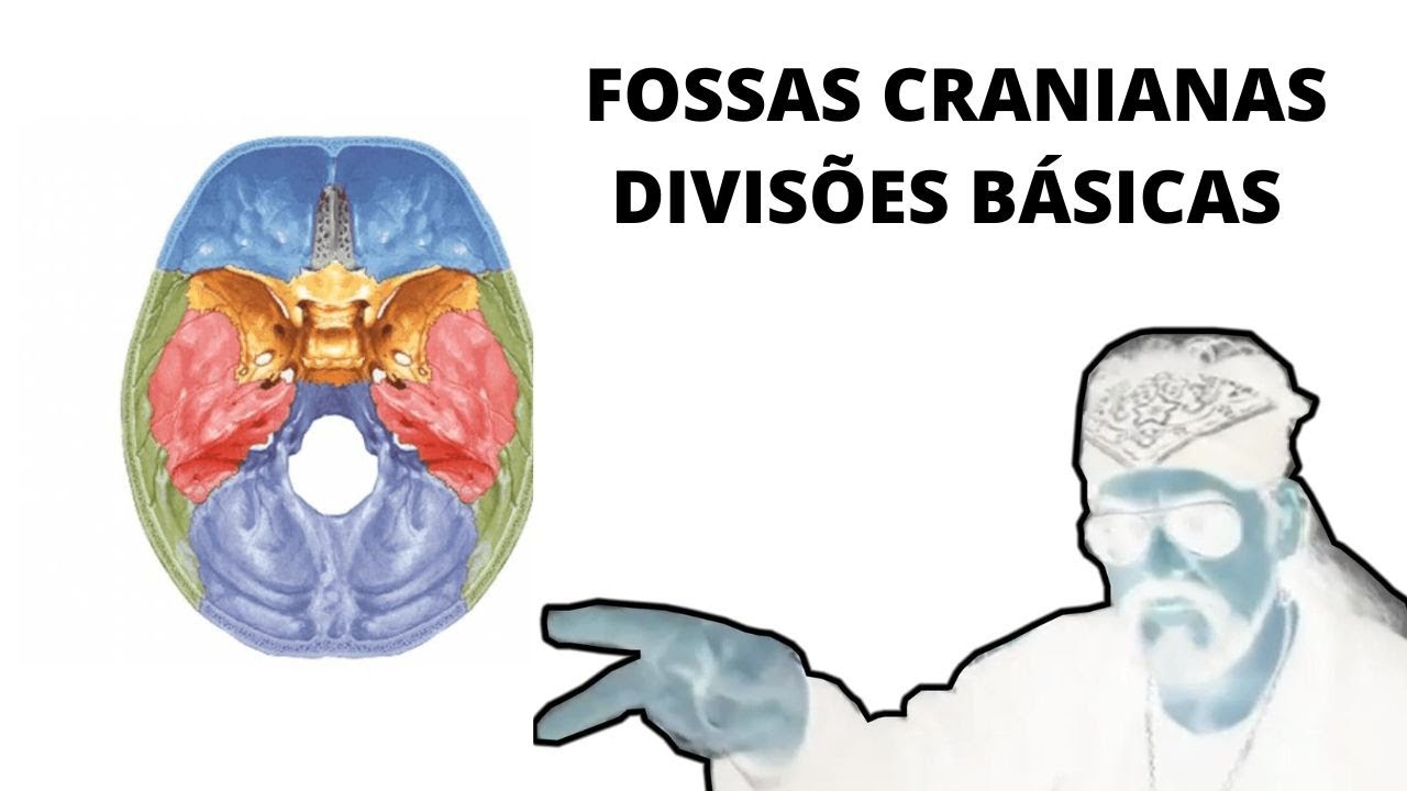 Fossas Cranianas Divisões Básicas Youtube