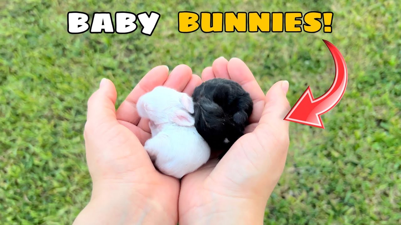 Orphaned Baby Bunnies Where S Their Mom Youtube