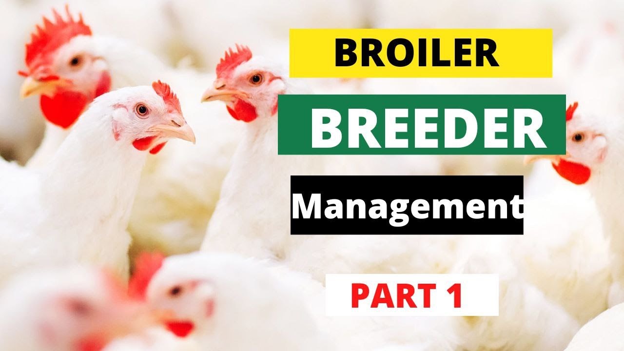 Management Of Broiler Breeders Part 1 Youtube