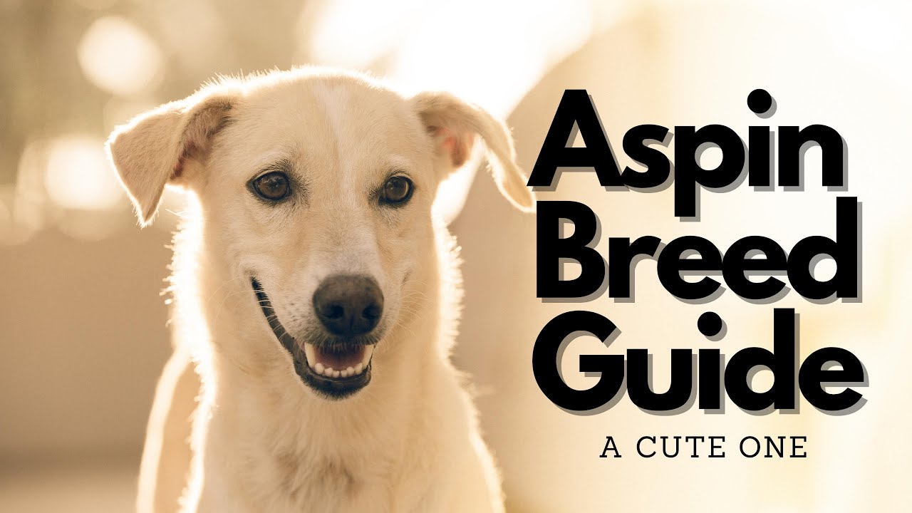 Aspin Breed Guide Youtube