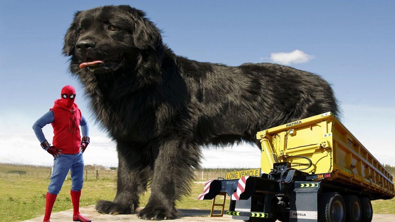 Top 10 Largest Dog Breeds In The World The Mysterious World
