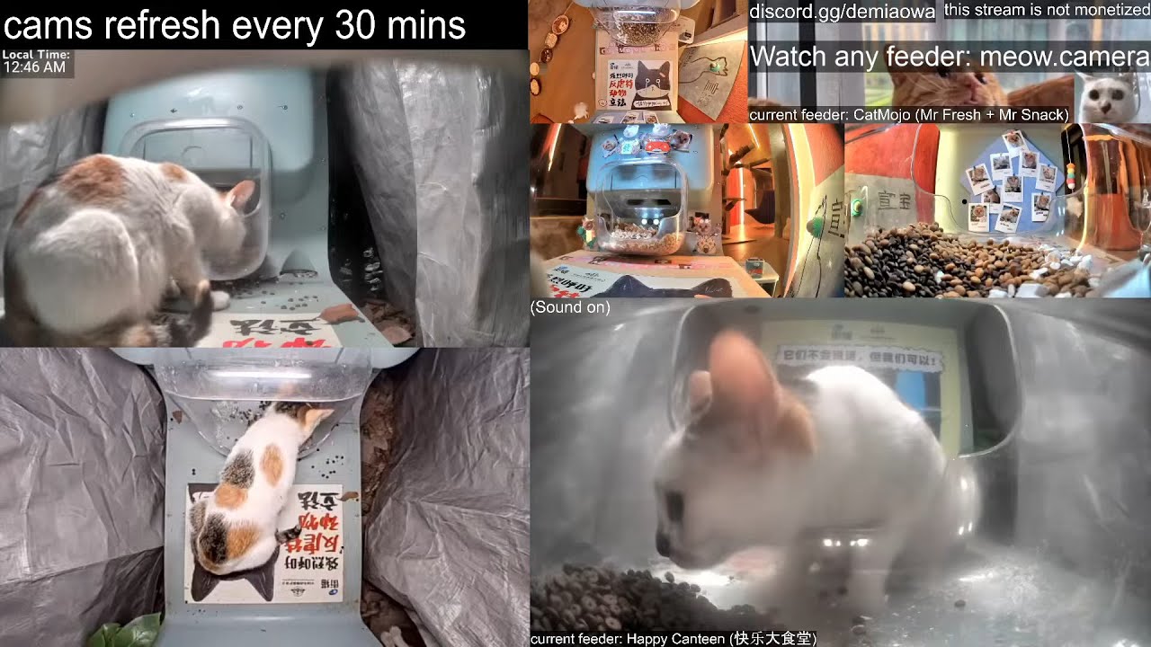 Hello Street Cat Restream Happy Canteen 快乐大食堂 Youtube