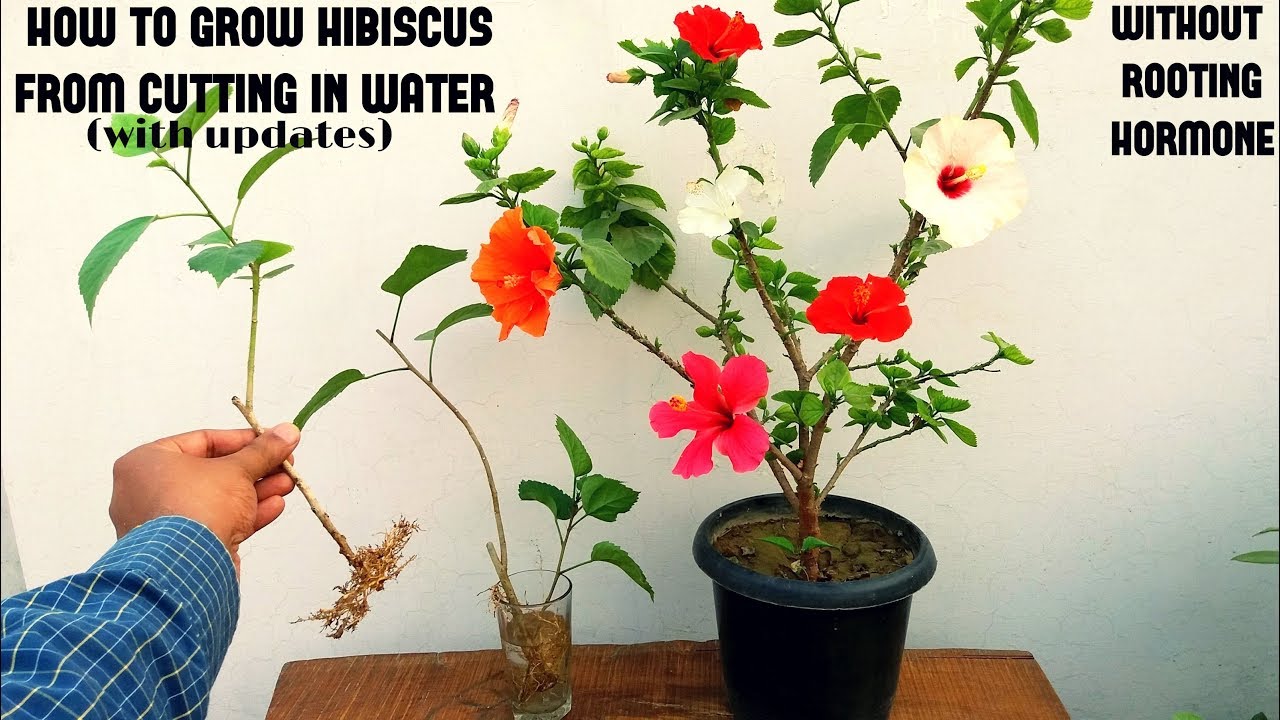 Hibiscus Propagation A Simple Way To Propagate Hibiscus Piglet In