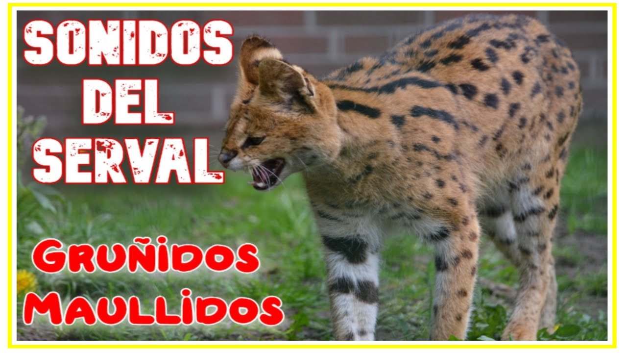 Serval Cat Sounds At Maria Robichaux Blog