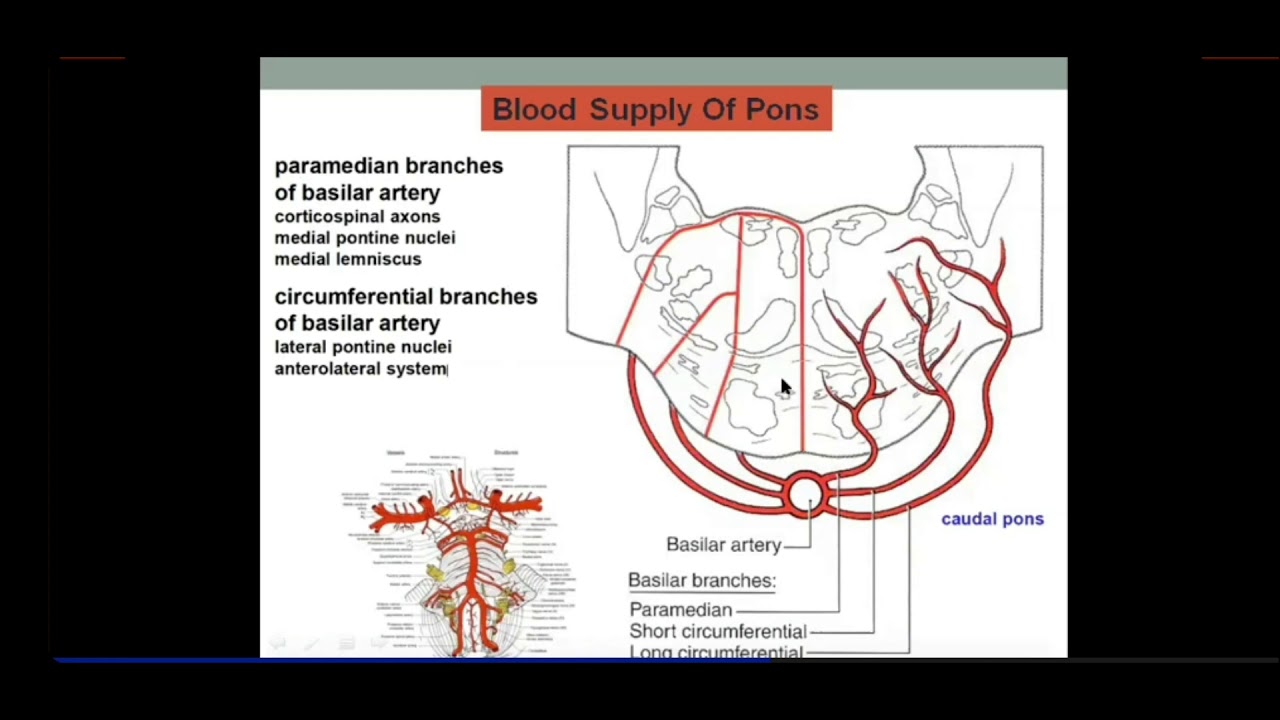 Basilar Artery Pons