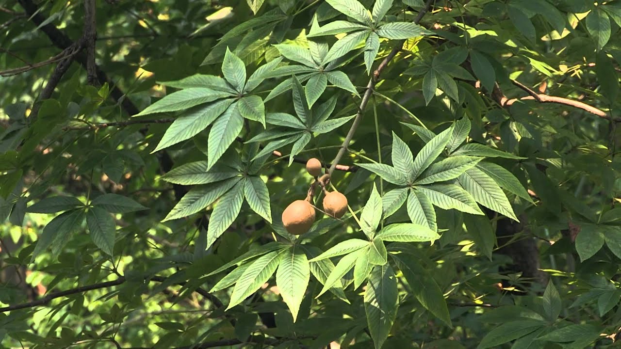 Video Plant Profile With Jon Peter Aesculus Youtube
