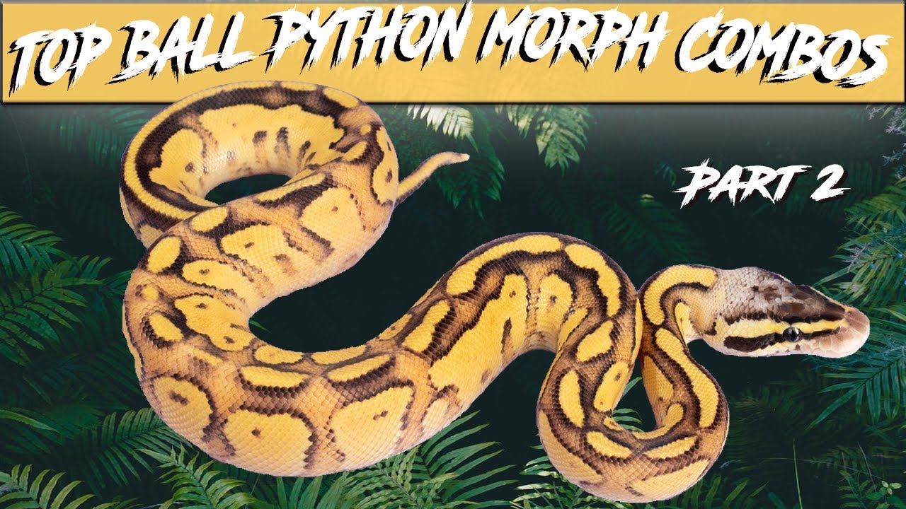 Top Ball Python Morph Combos For Sale On Morph Market Righ Now Part 2