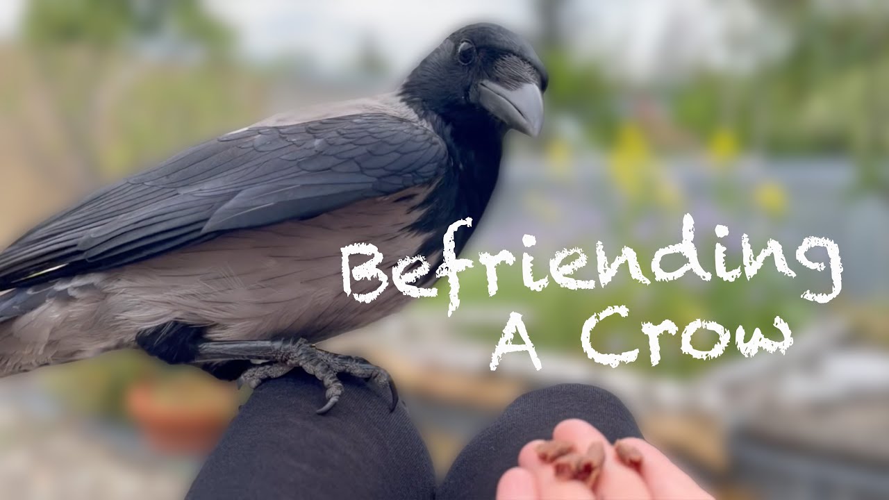 How To Befriend Crows And Ravens At Gayla Wilson Blog