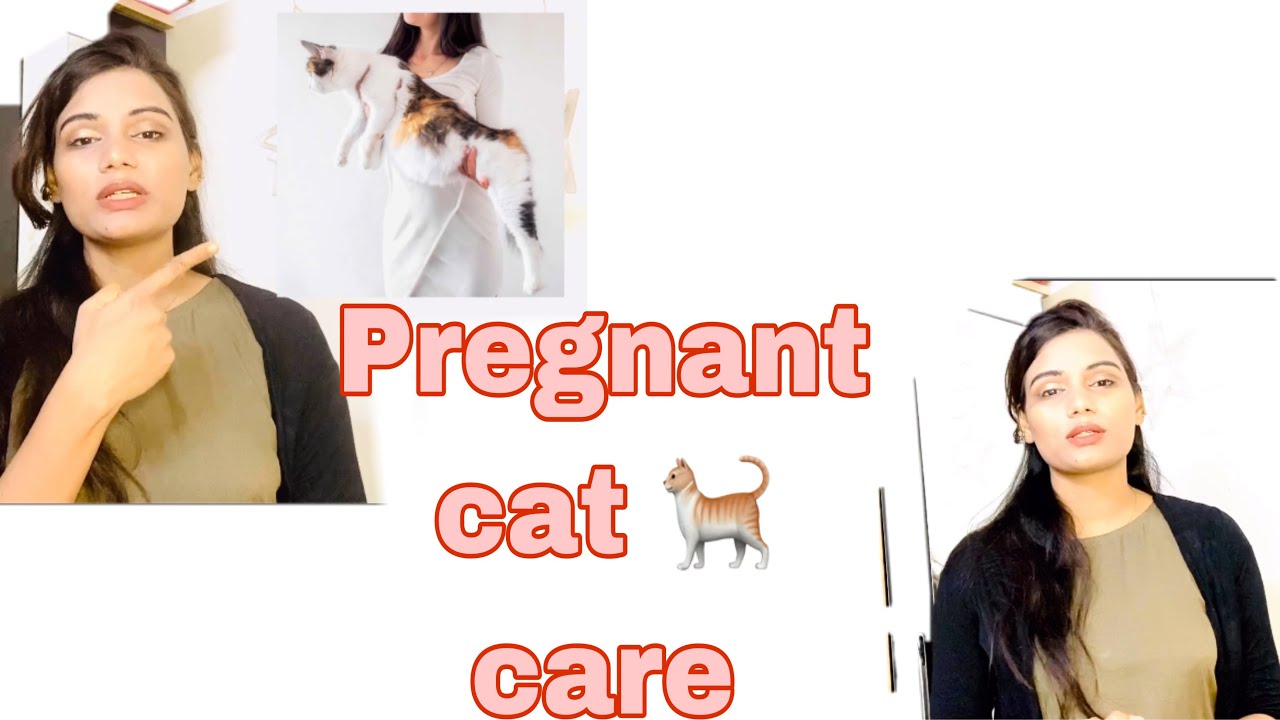 Caring For Pregnant Cats How To Care For A Pregnant Cat Pregnant Cat