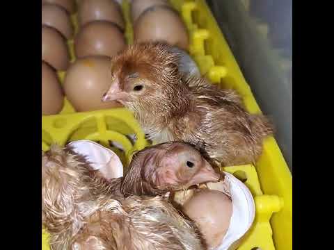 Chickens Hatching Youtube