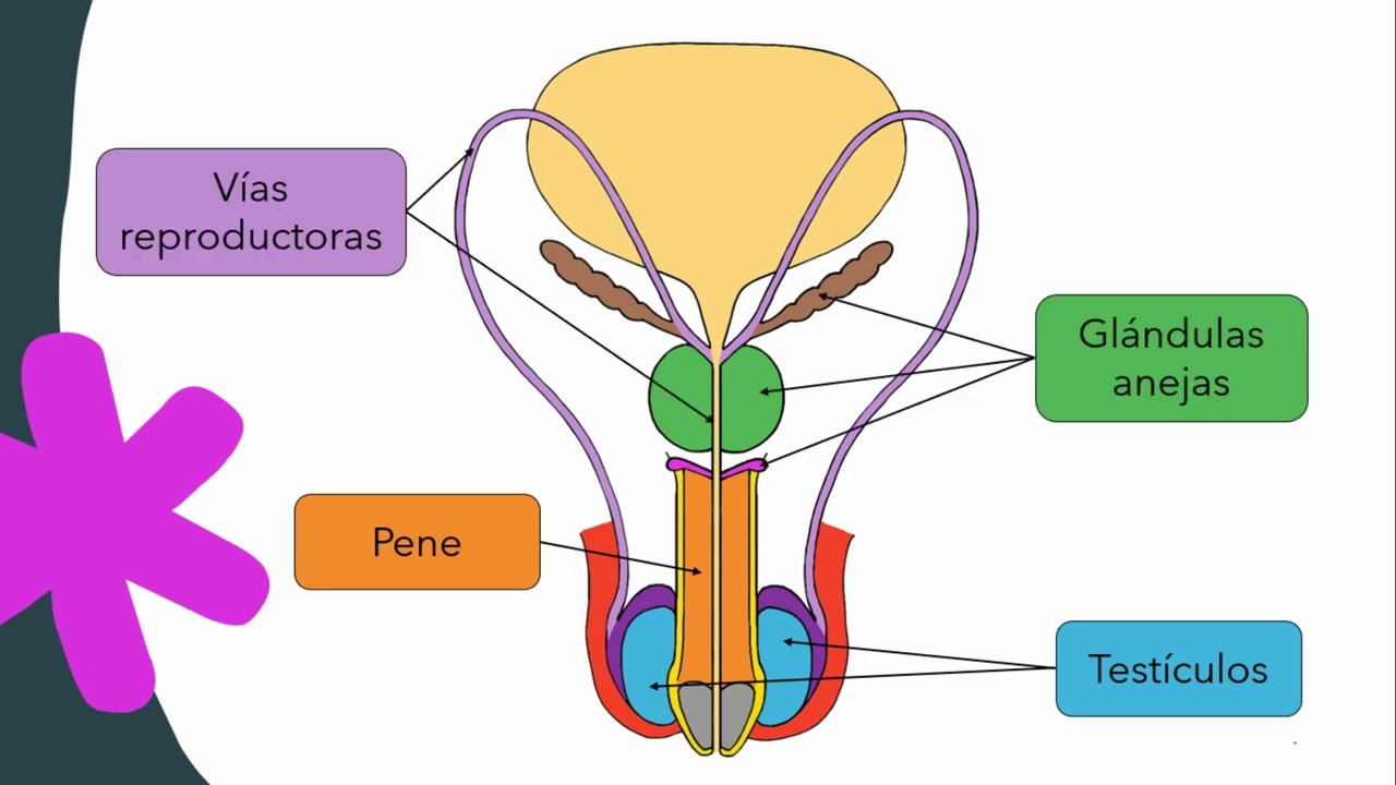 Diagrama Del Sistema Reproductivo Vista Frontal De La Anatomía Masculina