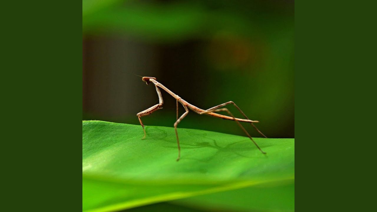 Stickbug Ballad Youtube