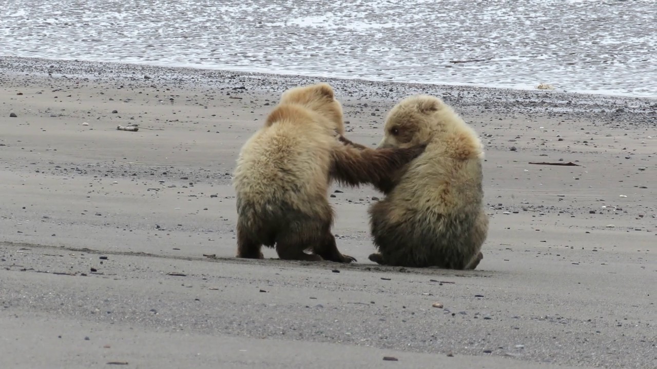 Brown Bear Cubs On The Beach Sibling Rivalry Youtube