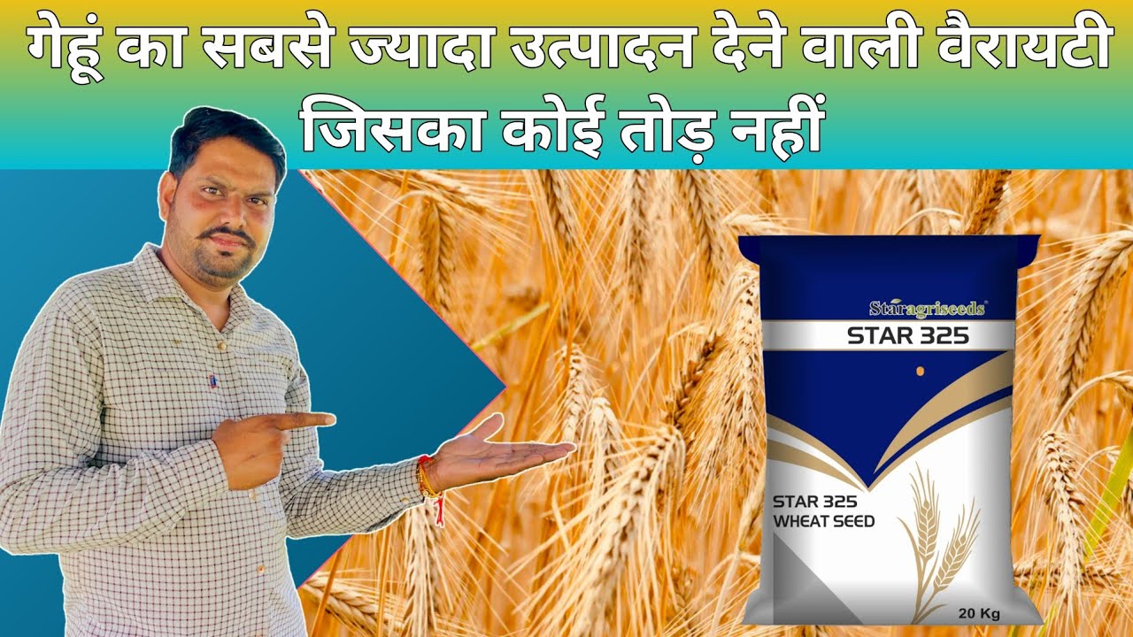 Staragriseeds Star 325 Wheat Variety ग ह म सबस ज य द उत प दन