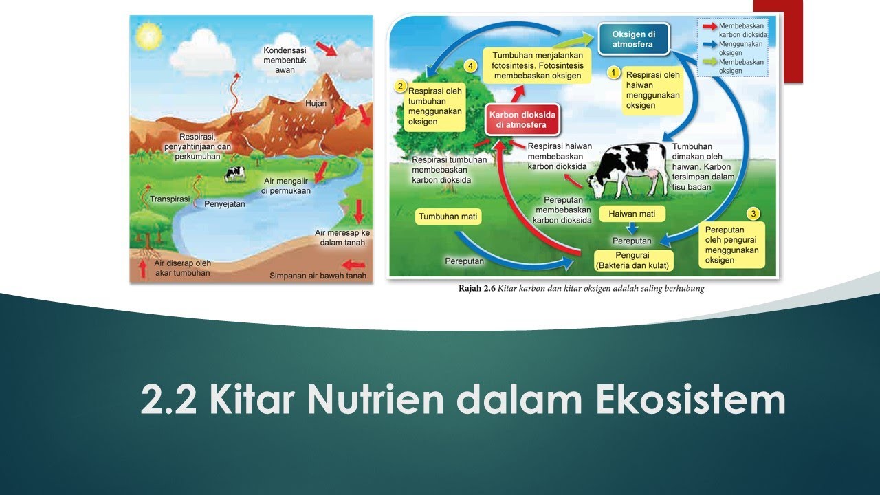 Nota Ringkas Sains Tingkatan 2 Bab 2 Ekosistem å žè ç è Sains