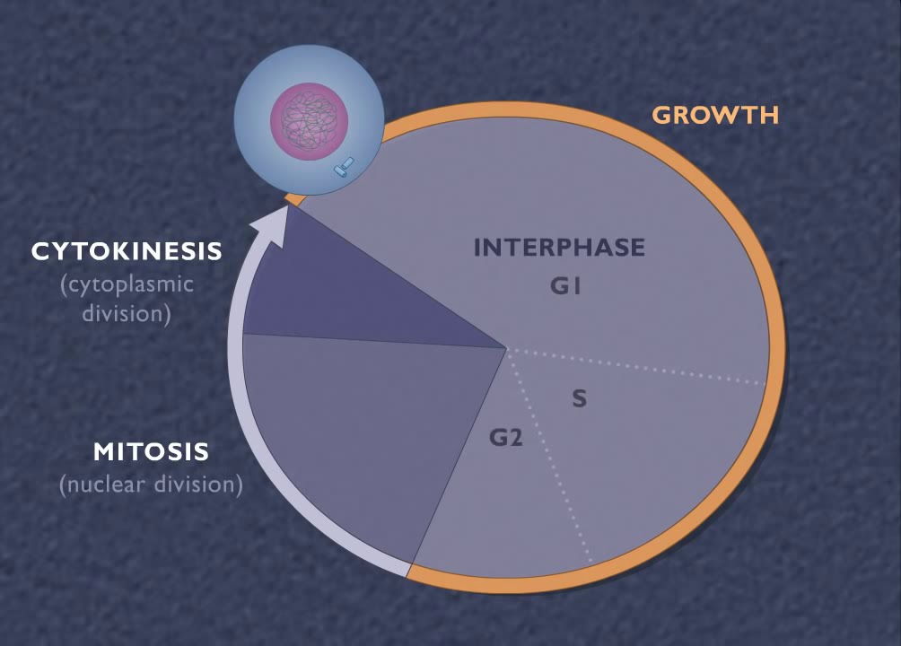 Understanding How The Cell Cycle Works Hd Animation Youtube
