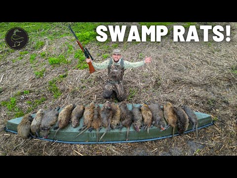 Hunting Invasive Swamp Rats Youtube