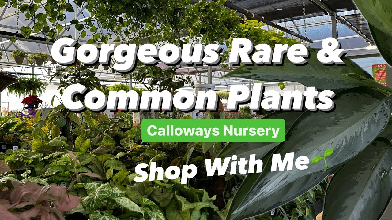 Plant Shopping For Rare And Common Plants Calloway S Nursery Prosper