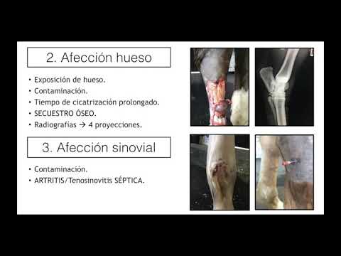 Manejo Heridas Extremidades Del Caballo Youtube