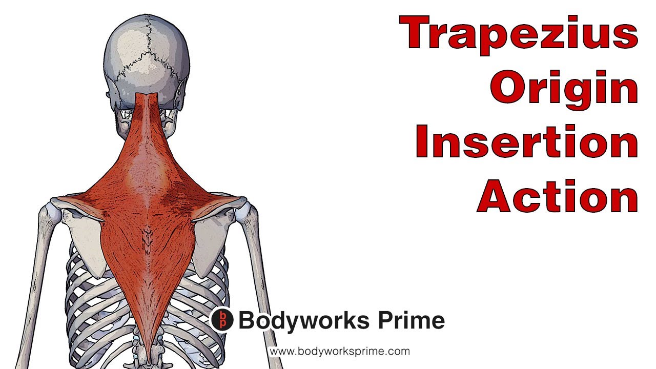 Trapezius Muscle Origin And Insertion Orthofixar Trapezius Muscle