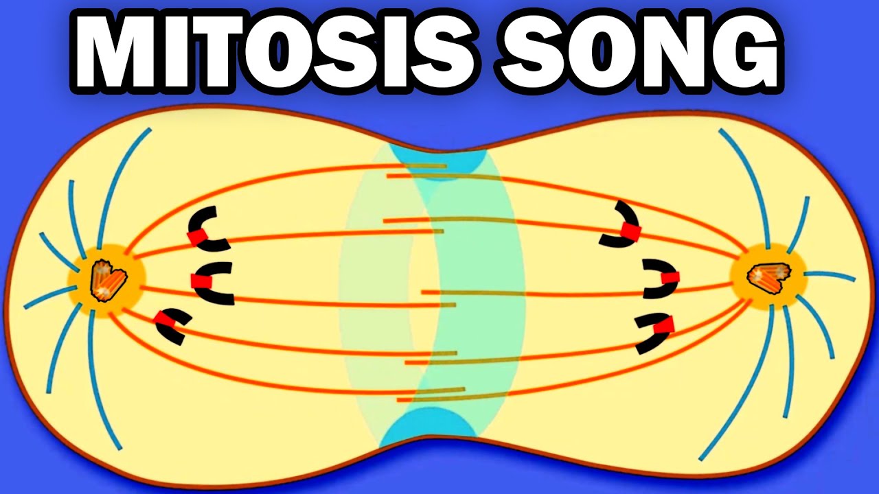 The Mitosis Song Youtube