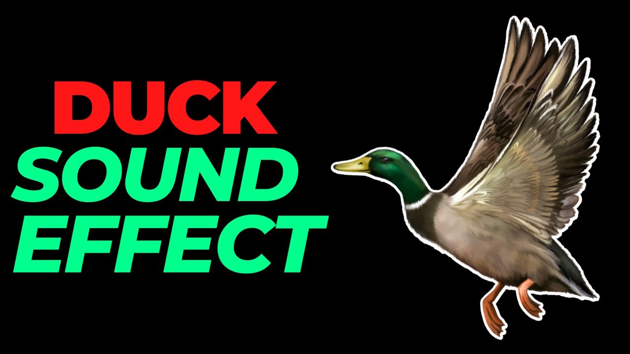 Duck Sound Effect No Copyright Duck Noises Duck Quack Sound Effect