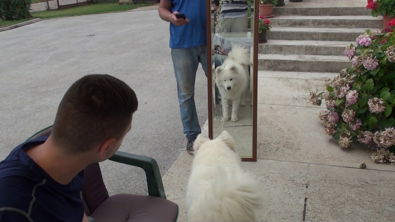 Smartest Dog Youtube