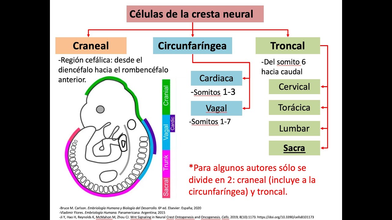 Embriología Células De La Cresta Neural Youtube