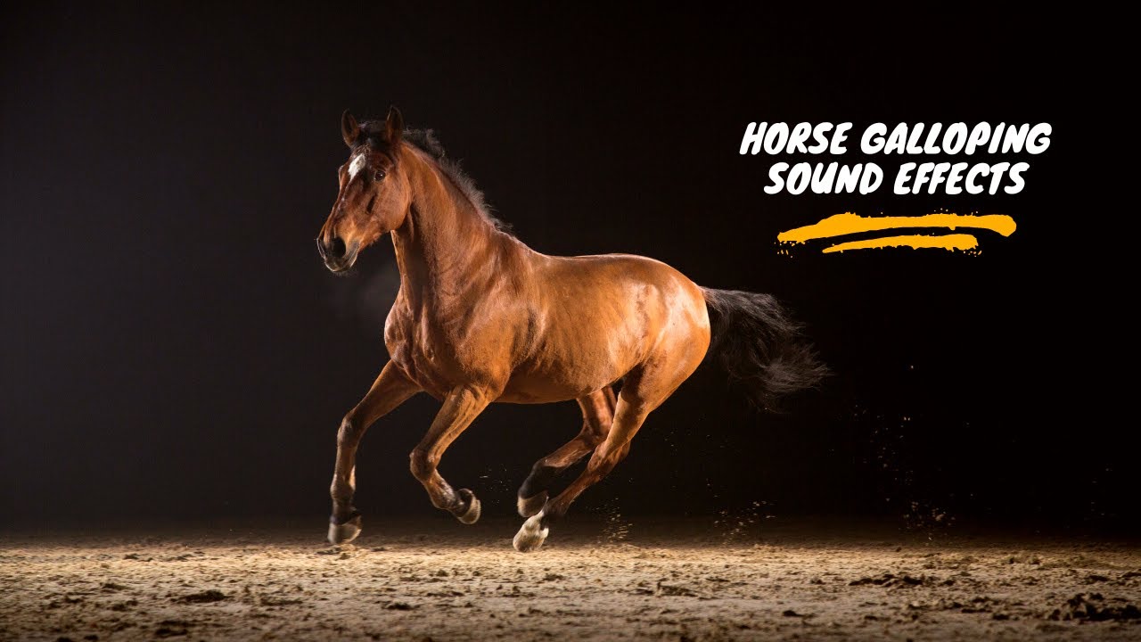 Horse Galloping Sound Horse Galloping Sound Effect Horse Sound Effect