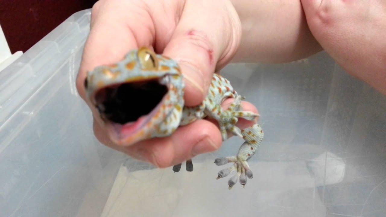Tokay Gecko Bite Youtube