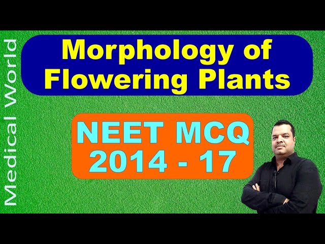 Morphology Of Flowering Plants Neet Questions Mcq Infoupdate Org