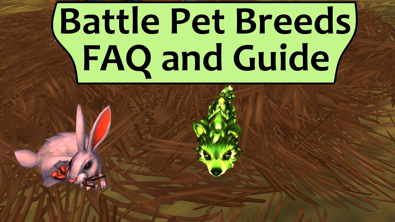 Battle Pet Breeds Faq And Guide Youtube
