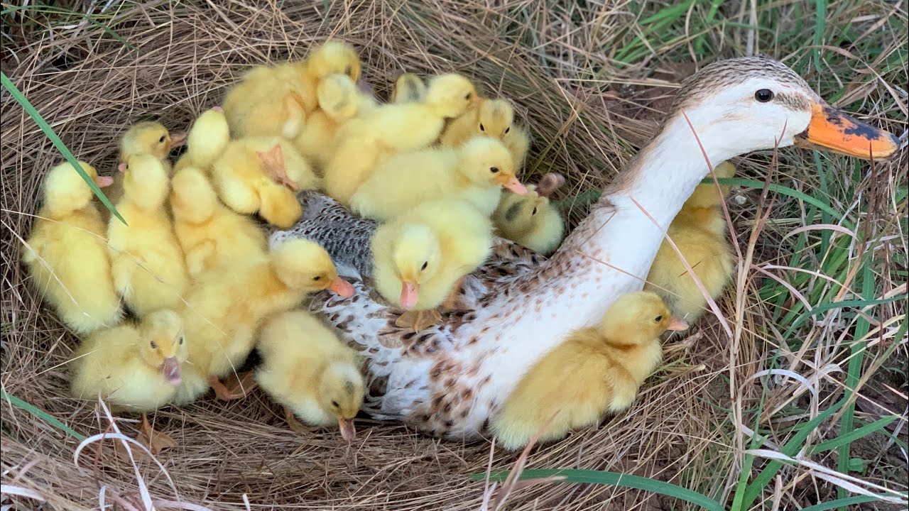 Beautiful New Baby Ducklings Hatching Ducklings Videos Youtube