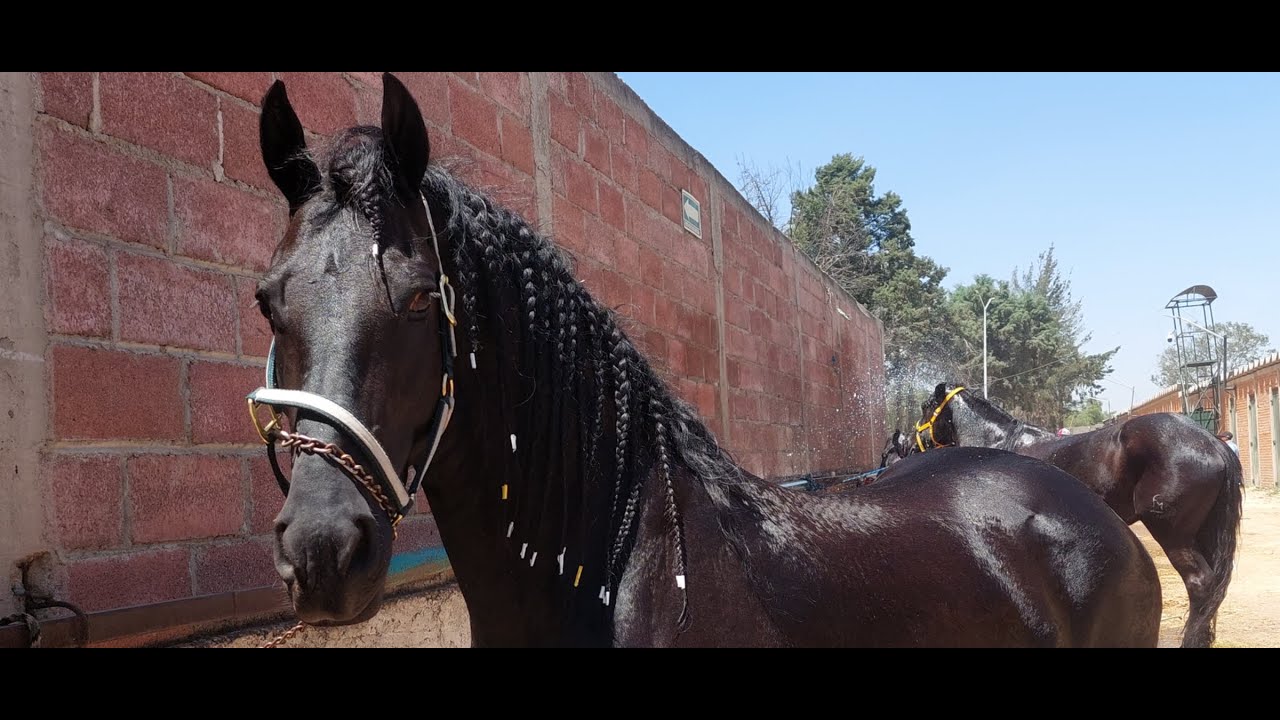 Caballos Frison Cuarto De Milla Españoles Aztecas Y Percherones En La