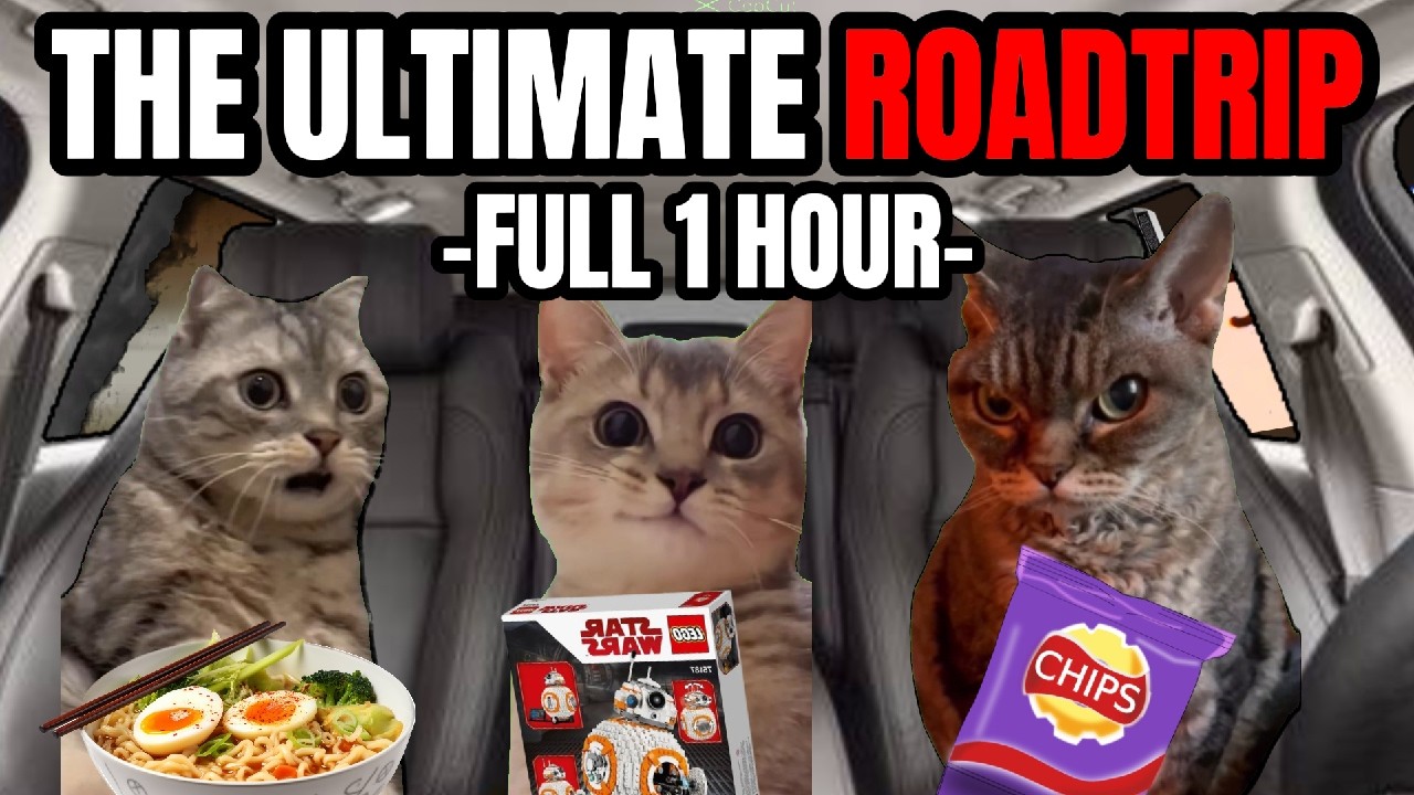 Cat Memes Roadtrip Compilation Full 1 Hour Youtube