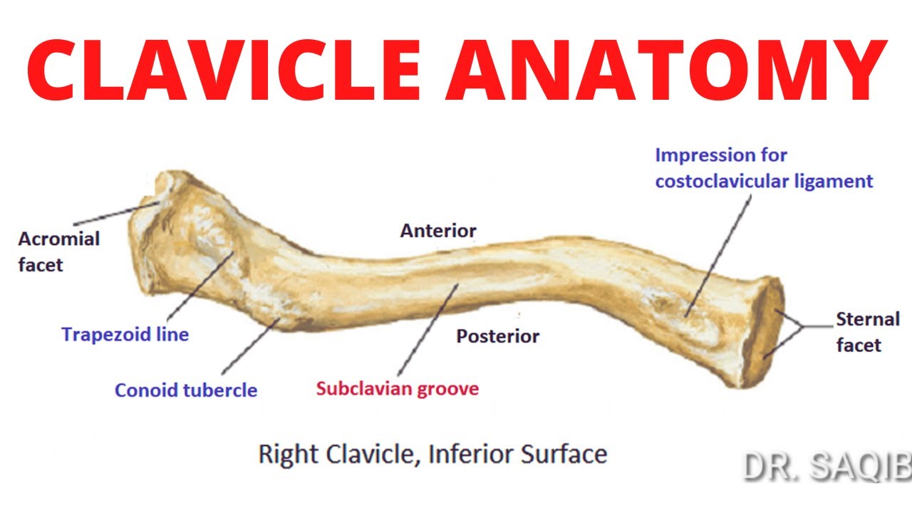 Clavicle Anatomy Youtube