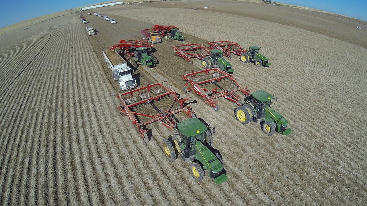 Video 16 Row Massive Potato Harvest In Idaho Potato News Today